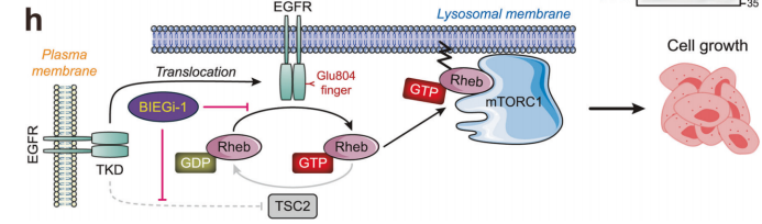 Cell Res：EGFR活化mTORC1促进肿瘤增殖-MedSci.cn