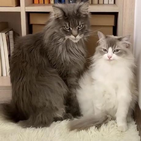 MCP Neo4j Knowledge Graph Memory Server - 梅斯AI导航站