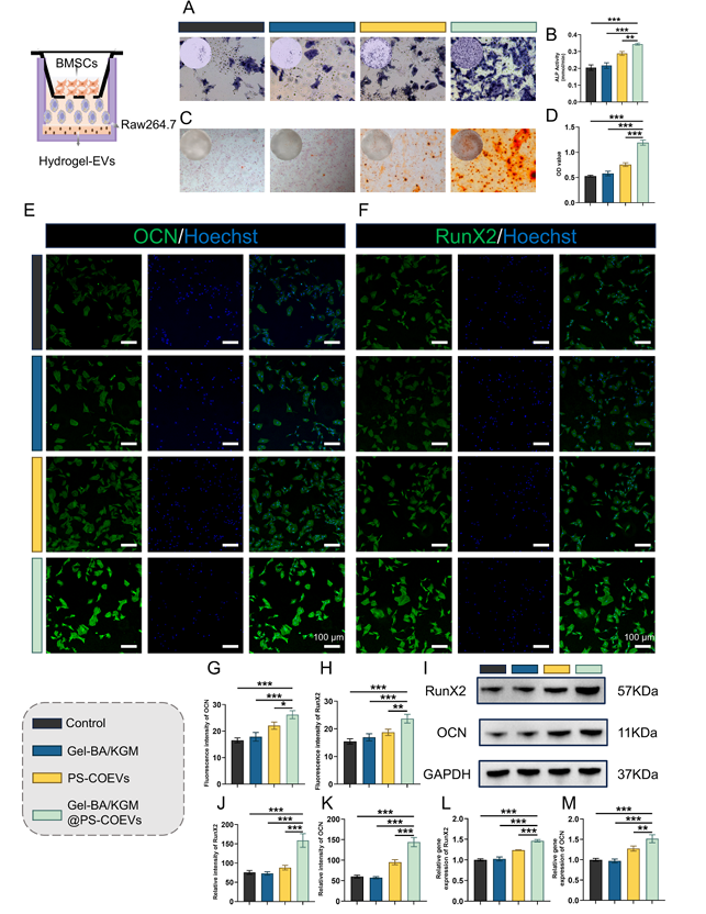 骨折愈合难题有解！Mater Today Bio：金盏花囊泡+ROS响应水凝胶，靶向调控巨噬细胞加速骨折愈合 - 医疗健康专区 - 生物谷