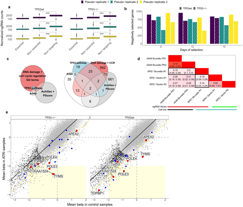 当心！Nat Commun发文：CRISPR/Cas9基因编辑可能导致细胞毒性和基因组不稳定性-MedSci.cn