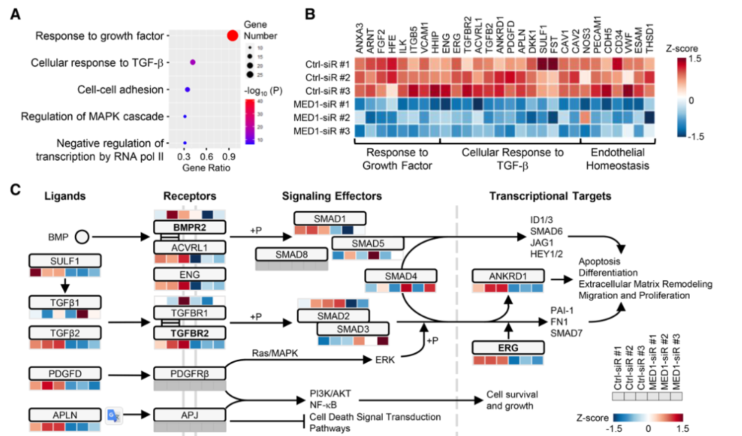 关于MED1调控内皮细胞的BMP/TGF-β对肺动脉高血压影响的新发现！-MedSci.cn