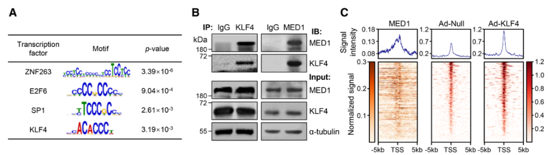 关于MED1调控内皮细胞的BMP/TGF-β对肺动脉高血压影响的新发现！-MedSci.cn
