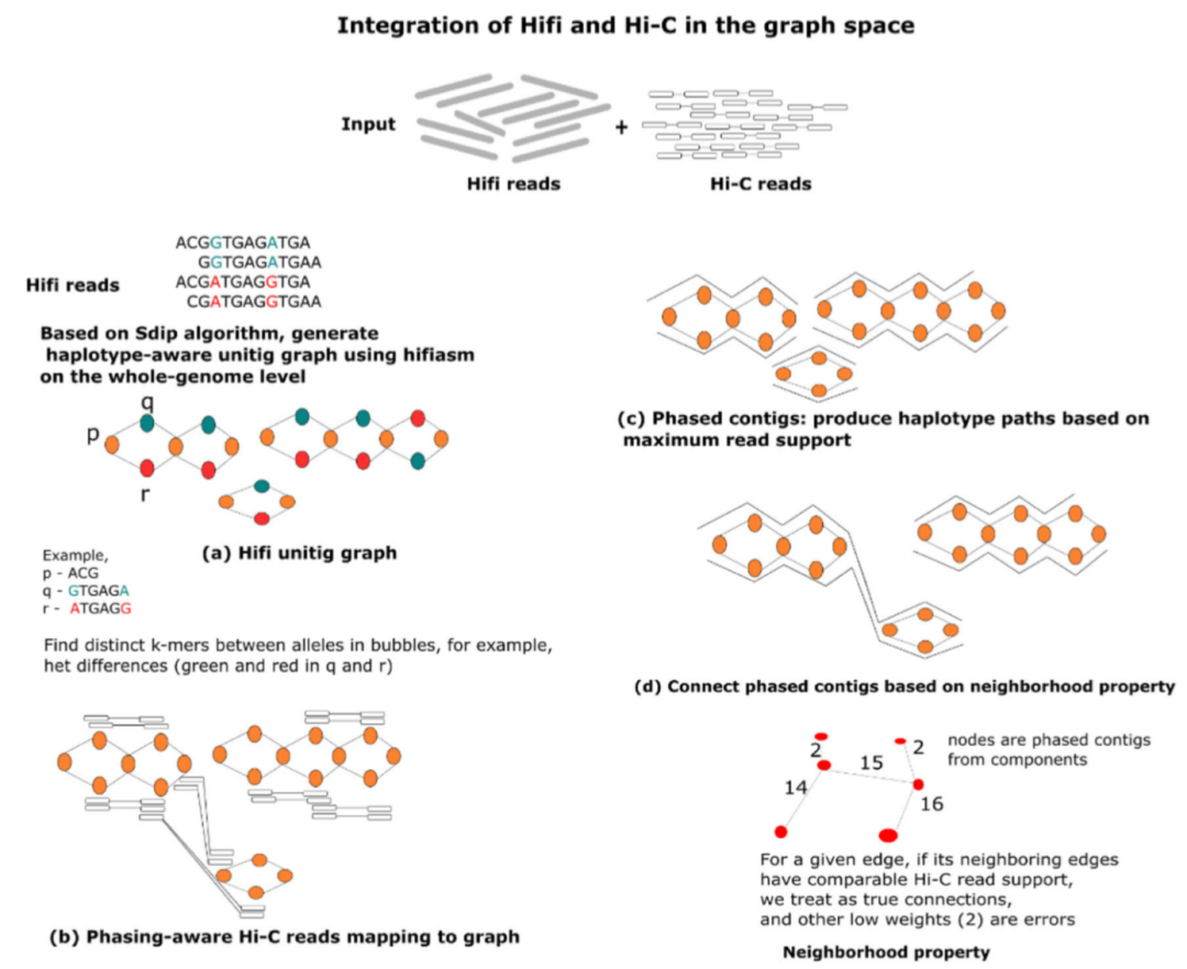 Nat Commun：结合HiFi、Hi-C技术优势的新算法pstools，可高效、准确重建癌症染色体单倍型基因组-MedSci.cn