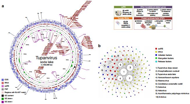 Nat Commun：拥有组装蛋白质全面基因集的巨型病毒被发现-MedSci.cn