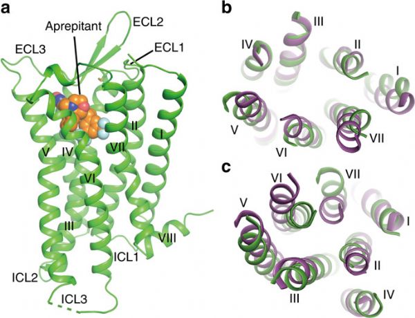 Nat Commun：揭示NK1R晶体结构-MedSci.cn